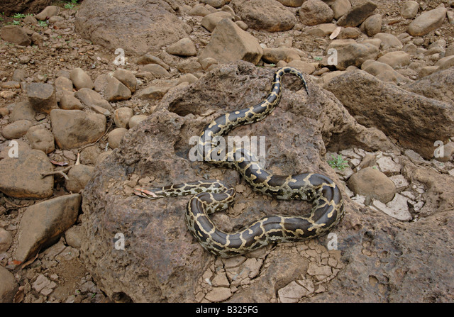 INDIAN ROCK PYTHON. Python molurus molurus, non venomous. rare Stock ... INDIAN ROCK PYTHON. Python molurus molurus, non venomous. rare Stock ...